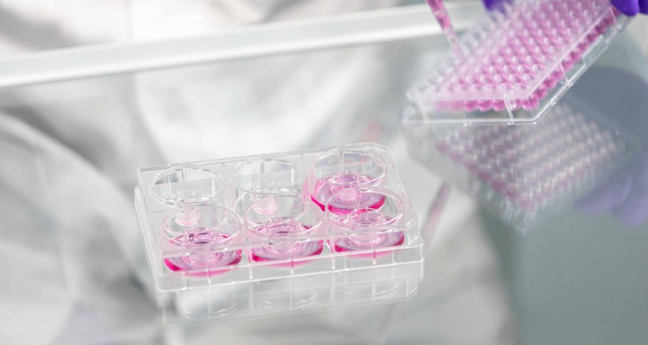 Our Commitment to Beauty Without Animal Testing | L'Oréal Paris