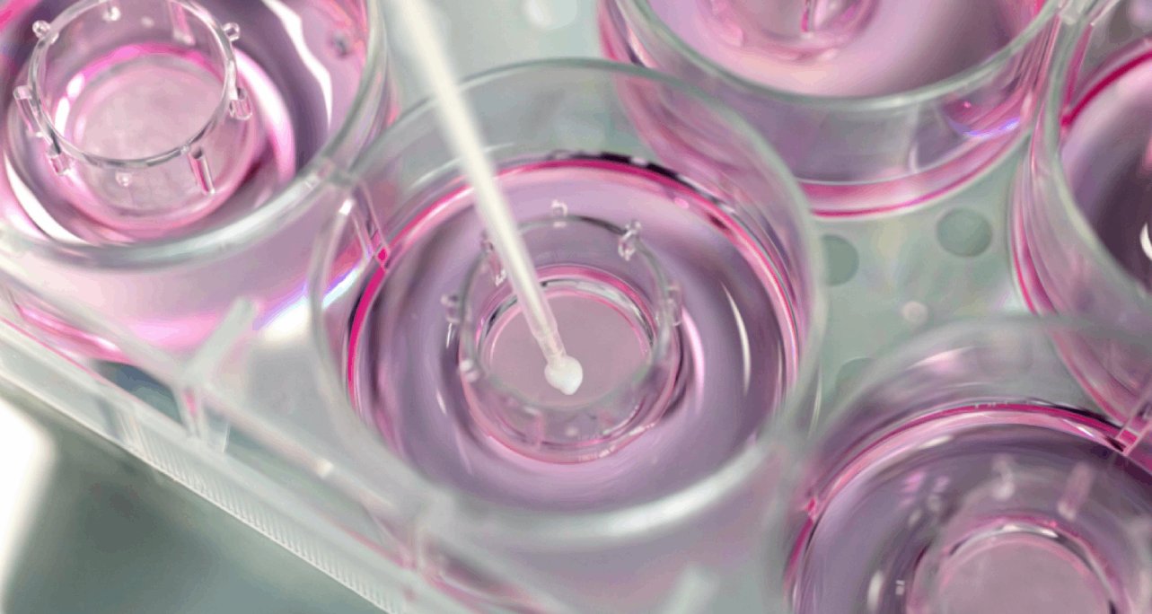 Our Commitment to Beauty Without Animal Testing | L'Oréal Paris